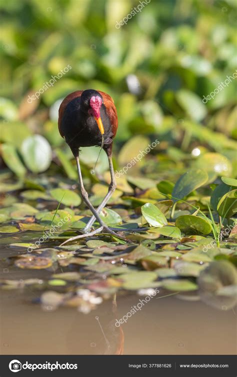 Bird Wattled Jacana Haunting Swamp Pantanal Area Brazil Picture Shot