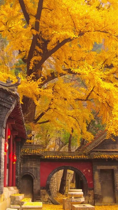一叶之灵，窥尽全秋 风景手机动态壁纸 风景手机壁纸下载 元气壁纸