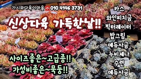 봄신상다육 가시와다육이마을에 가득채웠어요 붉은빛감 노란빛감 통통하고 짧구 단단한 다져진 착한다육으로 깔았네요카스 빅터레이터