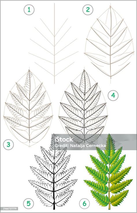 페이지는 마가목 잎을 그리는 방법을 단계별로 배우는 방법을 보여줍니다 아이들에게 그림 그리기와 색칠하기 기술을 개발합니다 벡터 이미지입니다 0명에 대한 스톡 벡터 아트 및