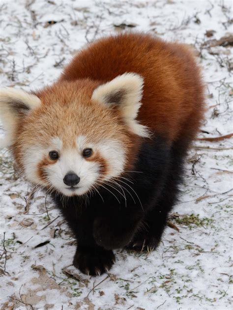 Newborn Red Panda
