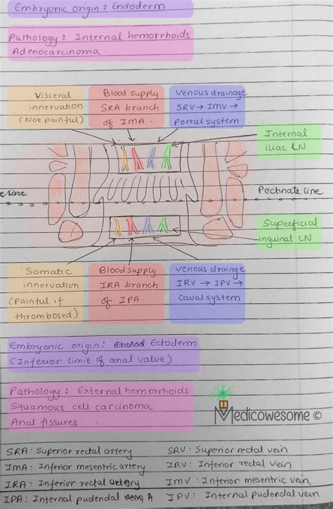 Histology Pectinate Line At Michael Harbour Blog