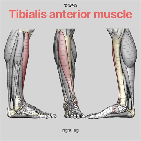 Anatomy Book Series For Artists Artofit