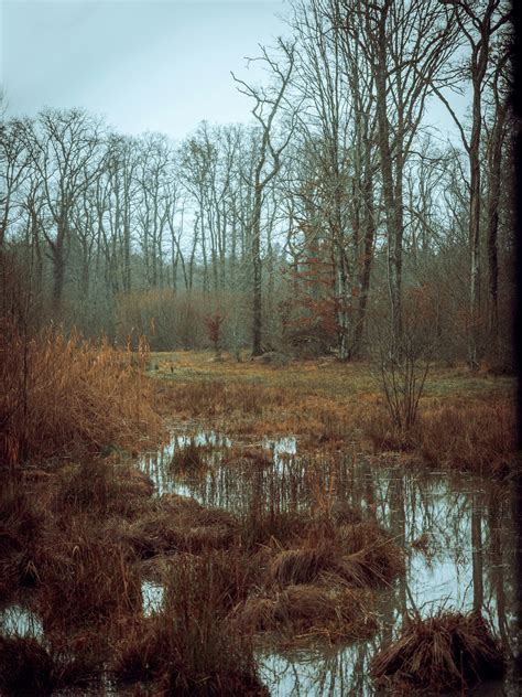 A Swamp With Trees And Grass Photo Free Forest Image On Unsplash