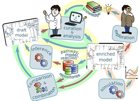 1 Metabolic Modeling Workflow The Figure Shows The Processes Of