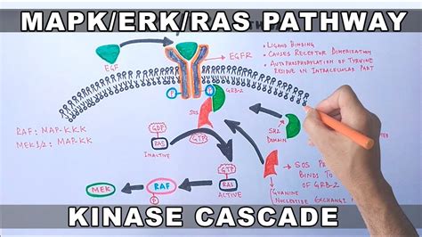 Mapk Erk Signaling Pathway Youtube