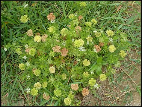 woodman s secret garden 台灣芎窮
