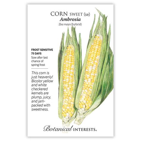 Ambrosia Sweet Corn Seeds – Botanical Interests