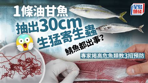 一條油甘魚藏30cm生猛寄生蟲 鯖魚都出事！專家揭高危魚類教3招預防