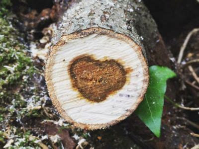 Should You Fill Holes Or Cavities In A Tree Independent Tree