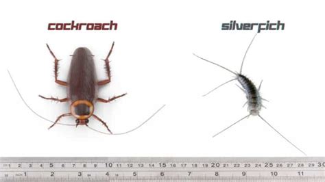 Silverfish Vs Cockroach Everything You Need To Know School Of Bugs