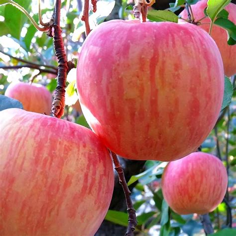 蒋欣：就算全世界的男人都背叛我，唯独他不会。不愧是她看上的人叶祖新观众高度评价