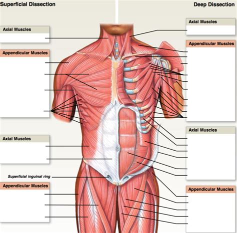 Lab Quiz 4 3 Diagram Quizlet