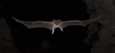 The Common Vampire Bat Desmodus Rotundus Photo Credit Brock And