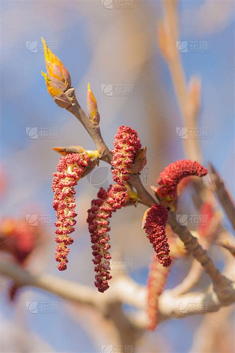杨树芽特写镜头