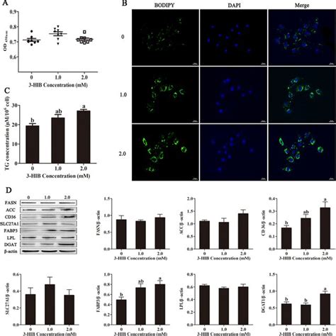 3 Hib Supplementation Promoted Triglyceride Synthesis And Related Download Scientific Diagram