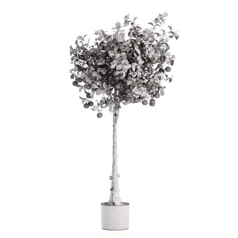 Mandarin Tree 377061 3d Model Download 3d Model Mandarin Tree 377061 377061 3d