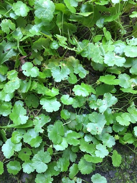 Hydrocotyle sibthorpioides - PictureThis