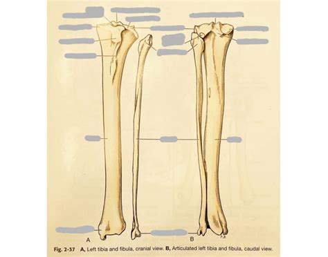 Dog Left Tibia And Fibula Cranial And Caudal View Quiz