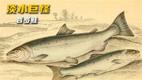哲罗蛙巨型鱼的图片巨型哲罗鲑大山谷图库