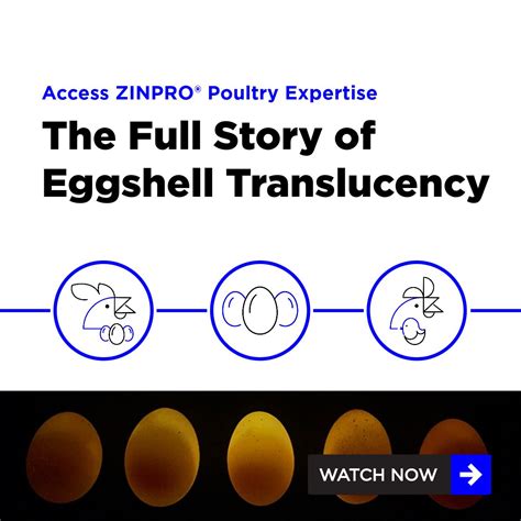 Zinpro Corporation On Linkedin Did You Miss Our Watt Webinar On Eggshell Translucency Weve