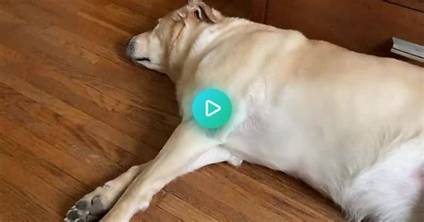 Squeaky Squirrel Dreams Album On Imgur