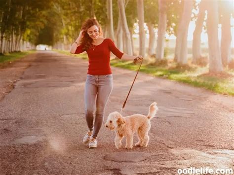 How Often Should You Walk A Poodle Oodle Life