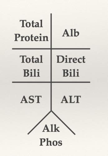 Liver Function Tests Flashcards Quizlet