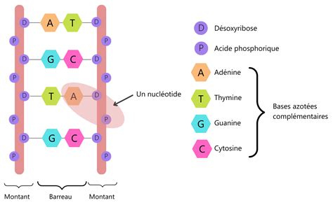 La Structure De Ladn Adnr Santé