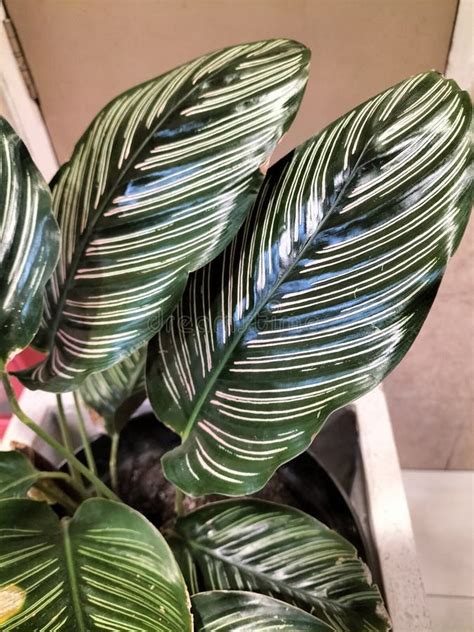 Image Of Beautiful Plant With Green Leaf And White Lines Pattern Called