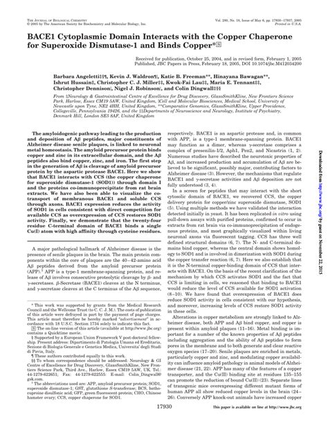 Pdf Bace1 Cytoplasmic Domain Interacts With The Copper Chaperone For