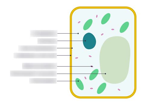 Diagram Of Gcse Aqa Biology Paper 1 Plant Cell Biology Quizlet