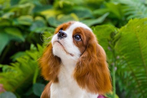 What Kind Of Dog Is Lady From Lady And The Tramp A Deep Dive Into The