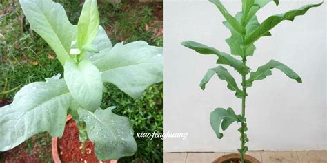 Indian Lettuce As Wraps For Tofu A Hakka Traditional Dish Malaysia