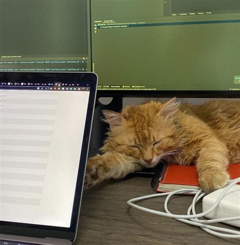 raluca rusu on linkedin softwaredevelopment software coding