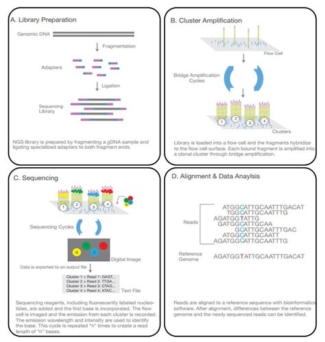 Sequencing By Synthesis Next Generation Sequencing Ngs Definition