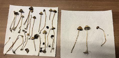 Found Some Libs Rlibertycapmushrooms