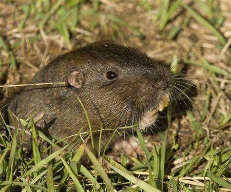 How To Control Gophers What Do Gopher Holes Look Like Hubpages