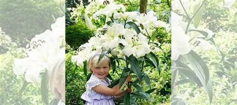 Лилия дерево Претти вумен купить в Кемерово Товары для дома и дачи Авито