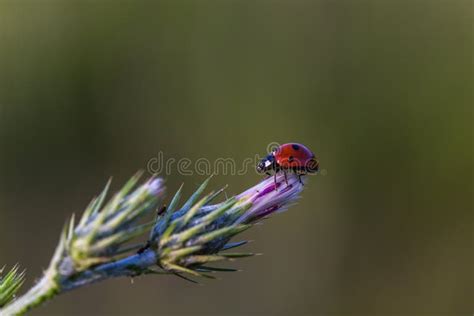 Joaninha Na Flor Roxa Imagem De Stock Imagem De Besouro 77551905