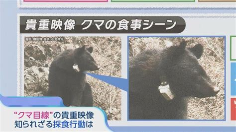 クマ被害が過去最多 世界初の映像から分かるクマの生態を知り身を守ろう【ひるおび】 Tbs News Dig 2ページ