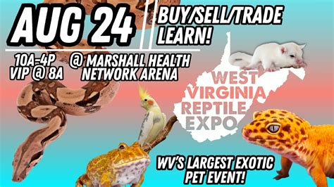 Pantheon Exotics Interactive Shows And Talks Anubis 6 Year Old Male Royal Python Named After