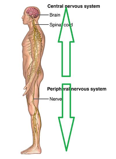 척추와 발 건강 간단 테스트 유머움짤이슈 에펨코리아