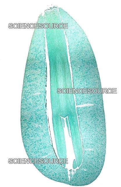 Pine Pinus Mature Embryo Light Micr Stock Image Science Source