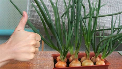 Як швидко виростити зелену цибулю на підвіконні поради досвідчених господинь