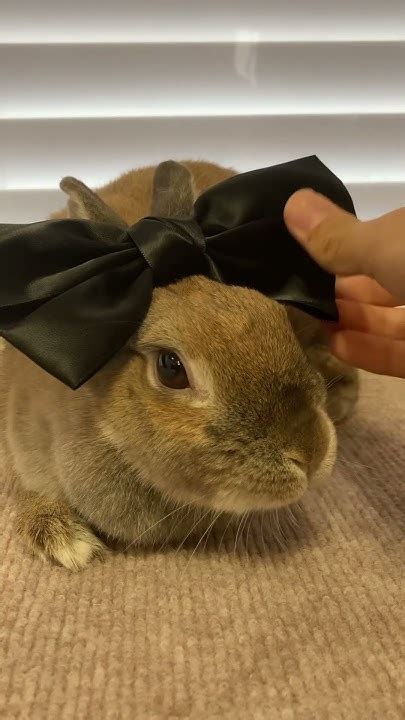 토끼 아이돌 Youtube