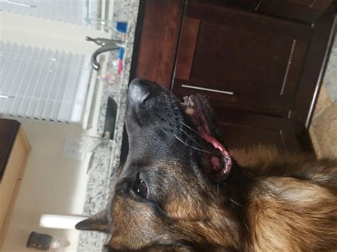 Does This Look Like Lip Fold Pyoderma German Shepherds Forum