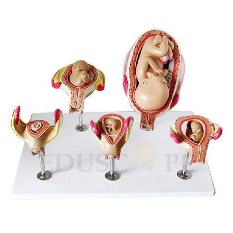 Fetus Development Model
