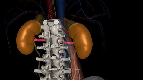 The Renal Plexus Is A Complex Network Of Nerves Formed By Filaments From The Celiac Ganglia And