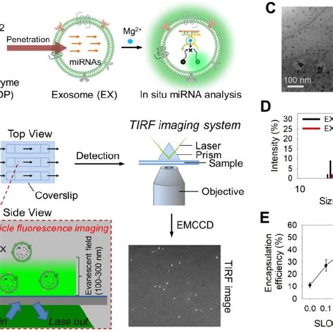 schematic overview depicting the tirf imaging assay of the mirna